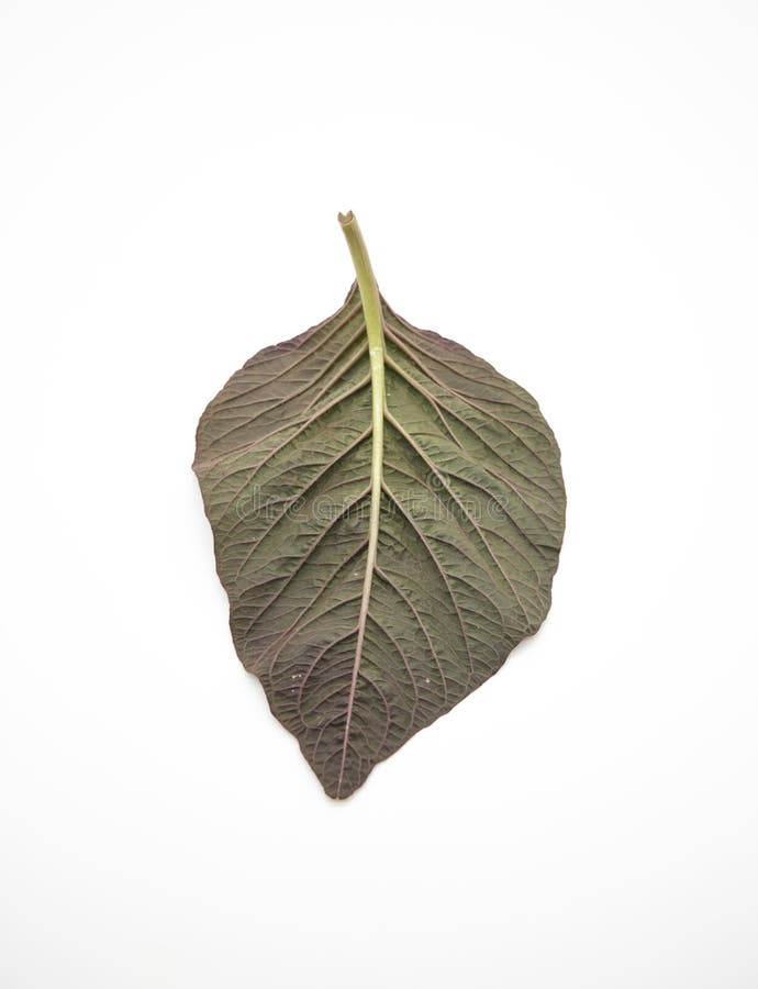 Small Leaves Isolate on White Background Stock Image - Image of falling ...