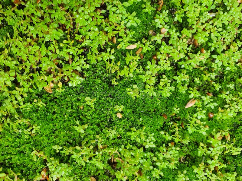 Small Leaves and Moss Grow and Coexist Stock Image - Image of leaves ...