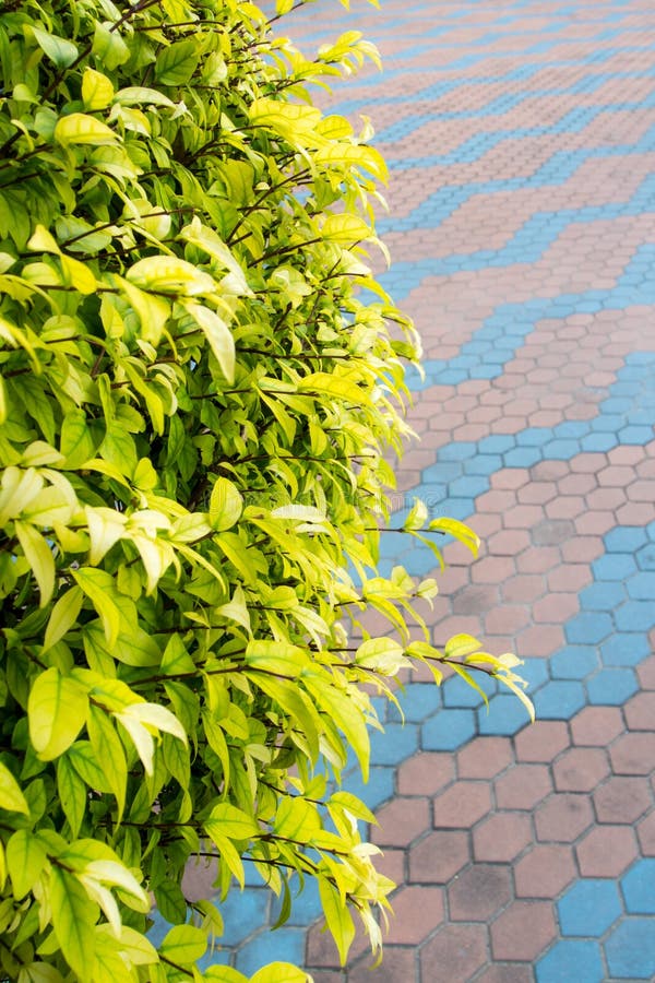 Small Leaves of Ornamental Tree and the Concrete Blocks Flooring Stock ...