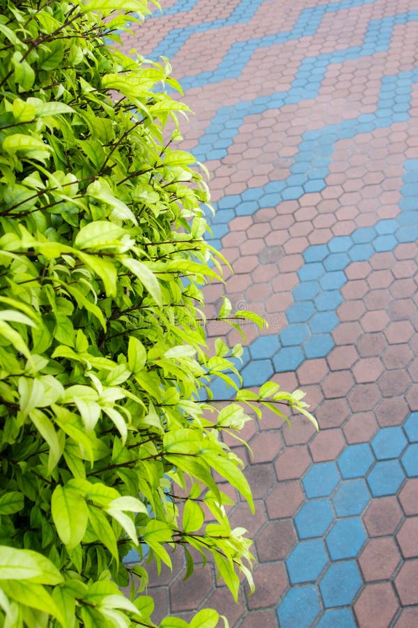 Small Leaves of Ornamental Tree and the Concrete Blocks Flooring Stock ...