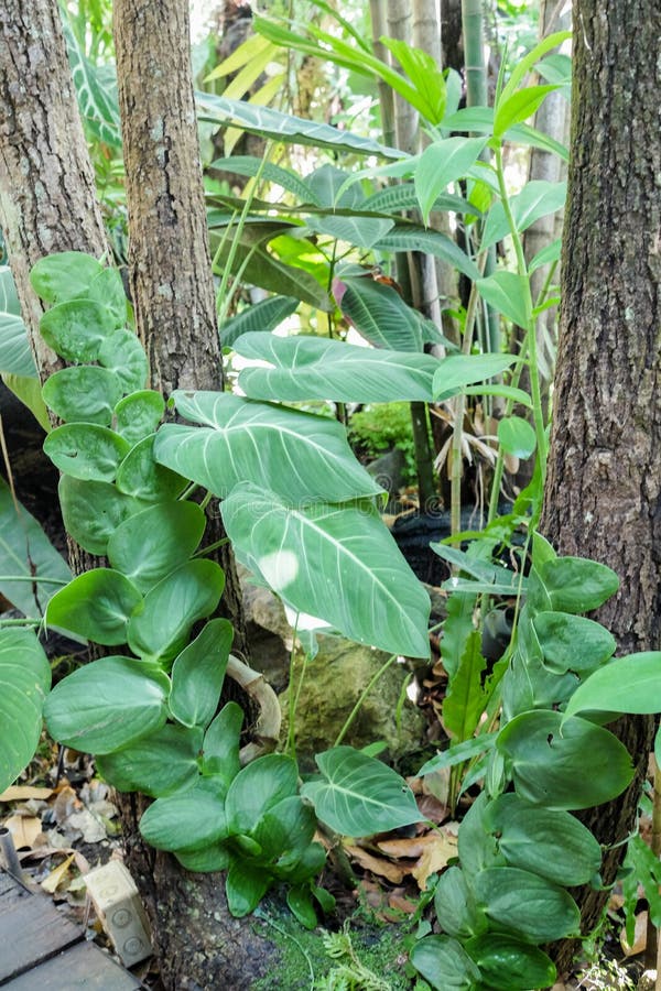 Small Leaves Plant Climbing on the Tree in Forest Stock Image - Image ...
