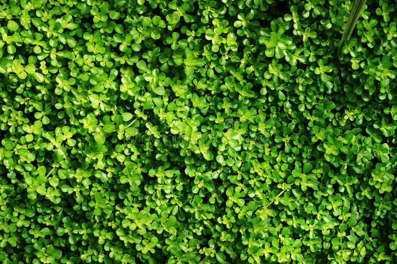 Small leaves plant texture stock image. Image of spring - 147574969