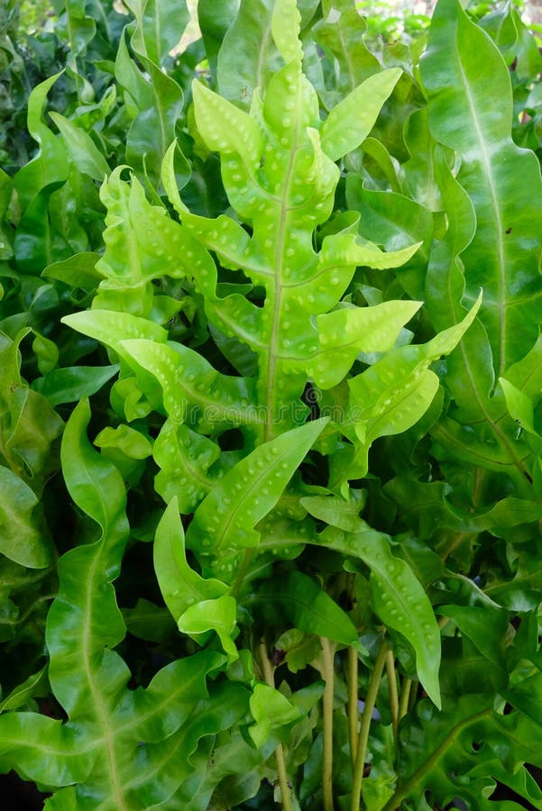 Small Leaves Plants stock image. Image of background - 67402407