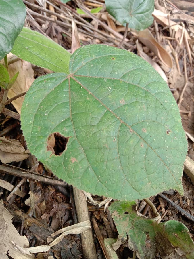 Peyem Stock Photos - Free & Royalty-Free Stock Photos from Dreamstime