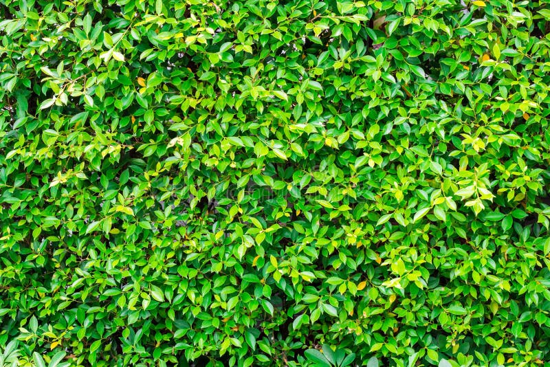 Small Leaves To Creative Texture and Pattern for Design Stock Image ...