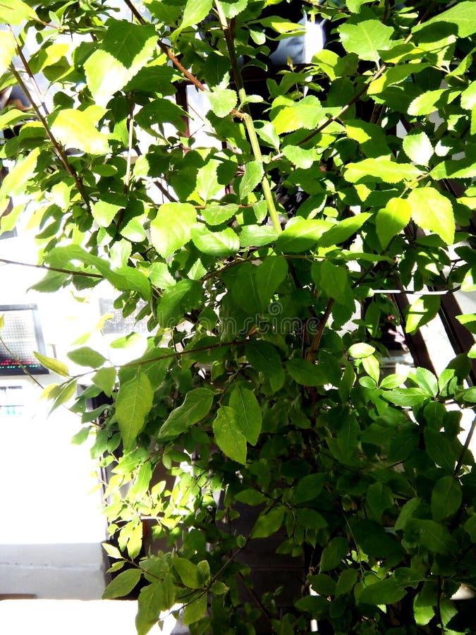 Small leaves stock image. Image of small, leaves, plant - 90290295