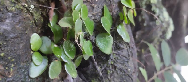 Small Leaves on a Tree that is Beautiful To See in Southeast Asia Stock ...