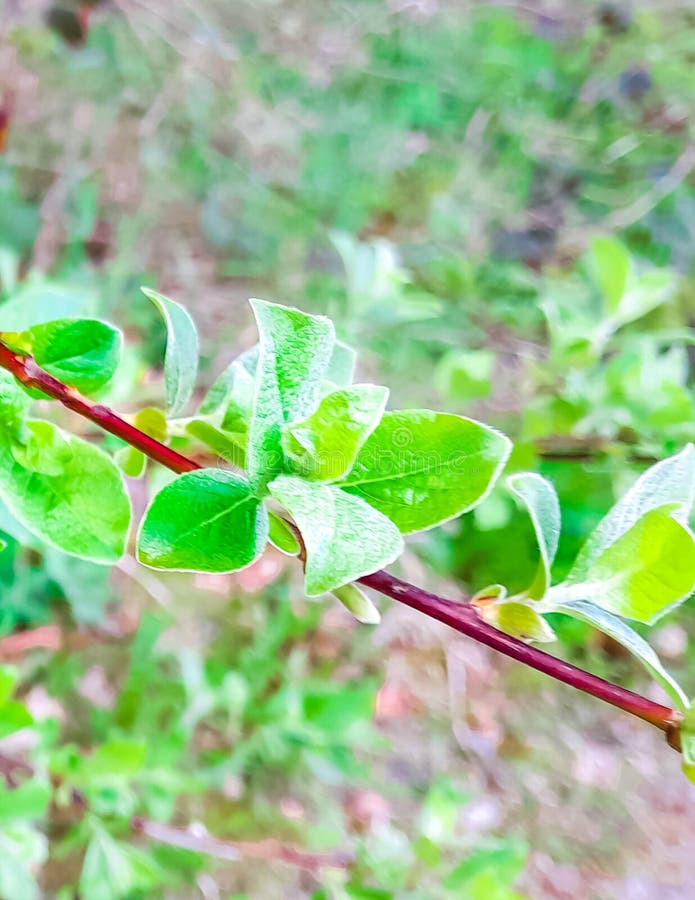 Small Leaves on Tree Branch Stock Photo - Image of forest, leaf: 379342846