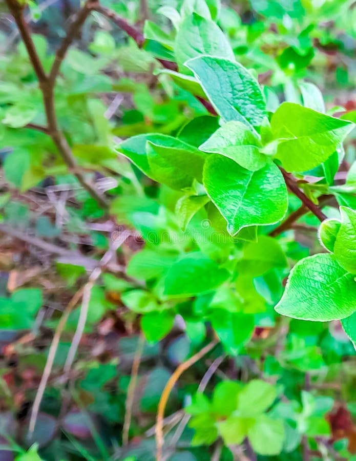 Small Leaves on Tree Branch Stock Image - Image of nature, green: 382609553