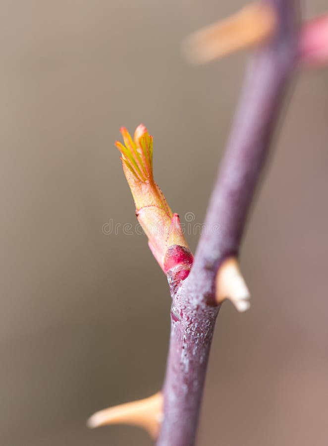 Small Leaves on a Tree Branch. Macro Stock Photo - Image of space ...