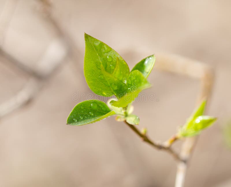Small Leaves on a Tree Branch. Macro Stock Image - Image of beauty ...