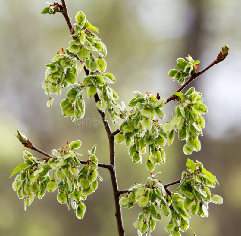 Small Leaves on a Tree in Spring Stock Image - Image of young, branch ...