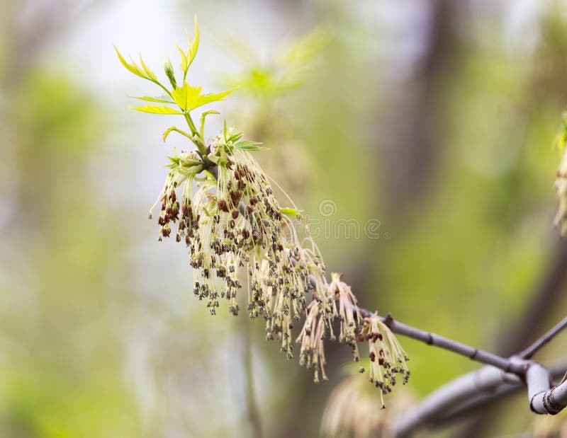 Small Leaves on a Tree in Spring Stock Photo - Image of closeup, plant ...
