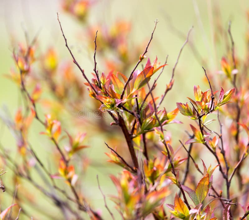 Small Leaves on a Tree in Spring Stock Image - Image of seasonal ...