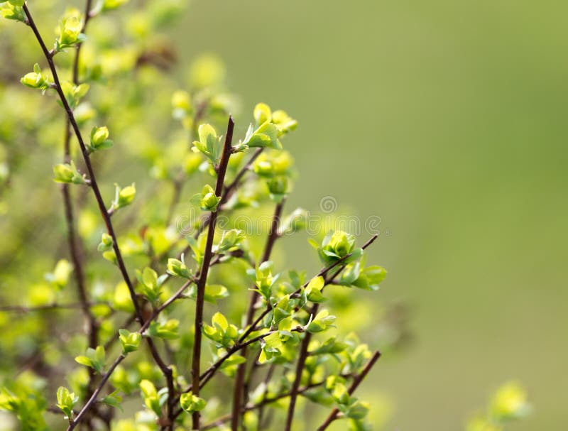 Small Leaves on a Tree in Spring Stock Photo - Image of natural, flora ...