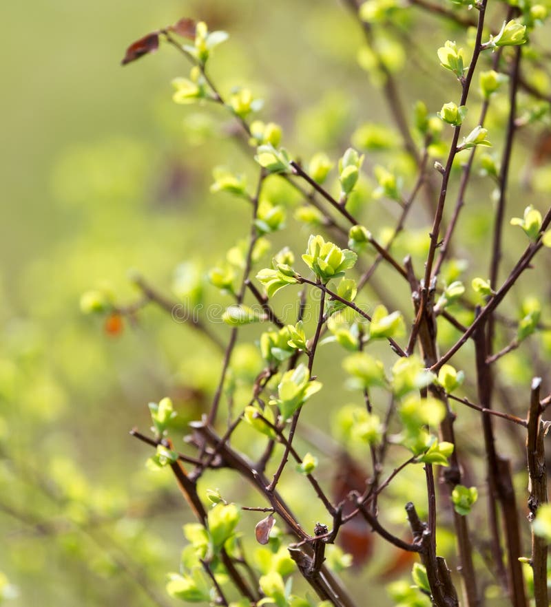 Small Leaves on a Tree in Spring Stock Photo - Image of background ...