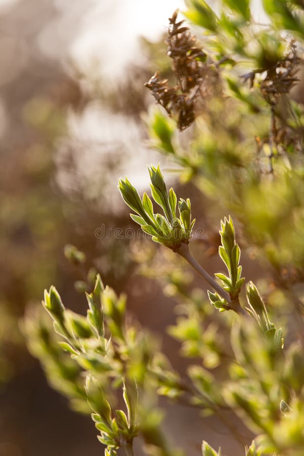 Small Leaves on a Tree in Spring Stock Image - Image of garden ...