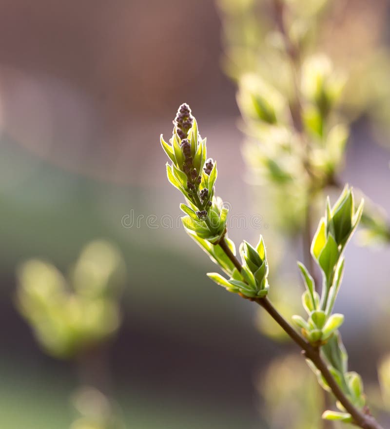 Small Leaves on a Tree in Spring Stock Image - Image of spring, nature ...