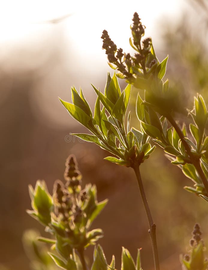 Small Leaves on a Tree in Spring Stock Image - Image of plant, branch ...
