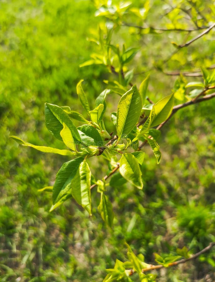 Small Leaves on a Tree in Spring. Stock Photo - Image of growth, bokeh ...