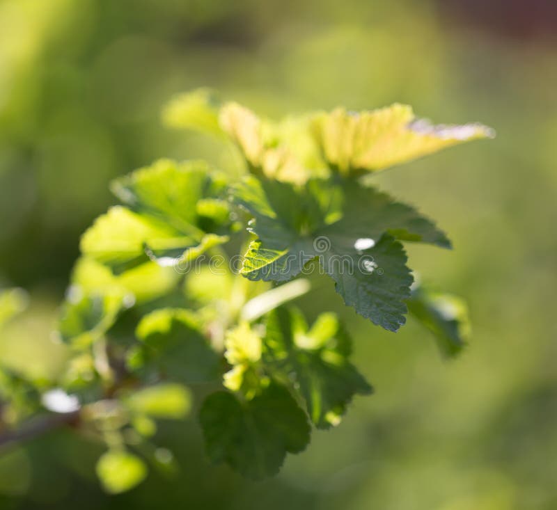 Small Leaves on a Tree in Spring. Macro Stock Photo - Image of closeup ...