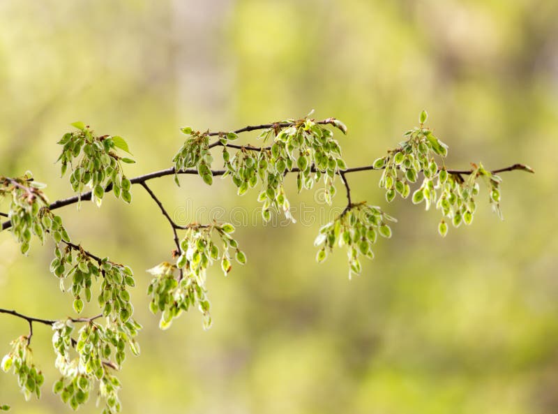 Small Leaves on a Tree in Spring Stock Photo - Image of environment ...