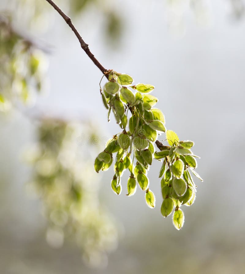 Small Leaves on a Tree in Spring Stock Photo - Image of environment ...