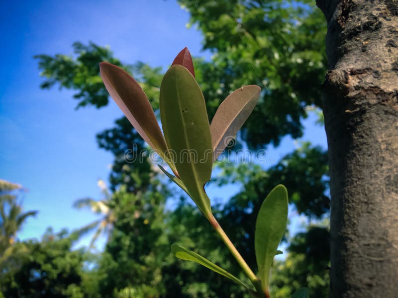 Small Leaves of the Tree in the Warm Atmosphere of Tropical Garden ...