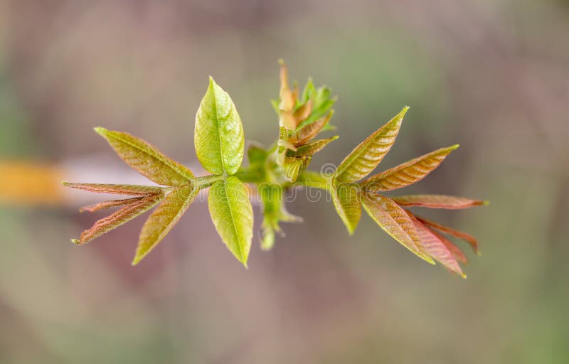 Small Leaves on Walnut Branches Stock Photo - Image of branches, walnut ...