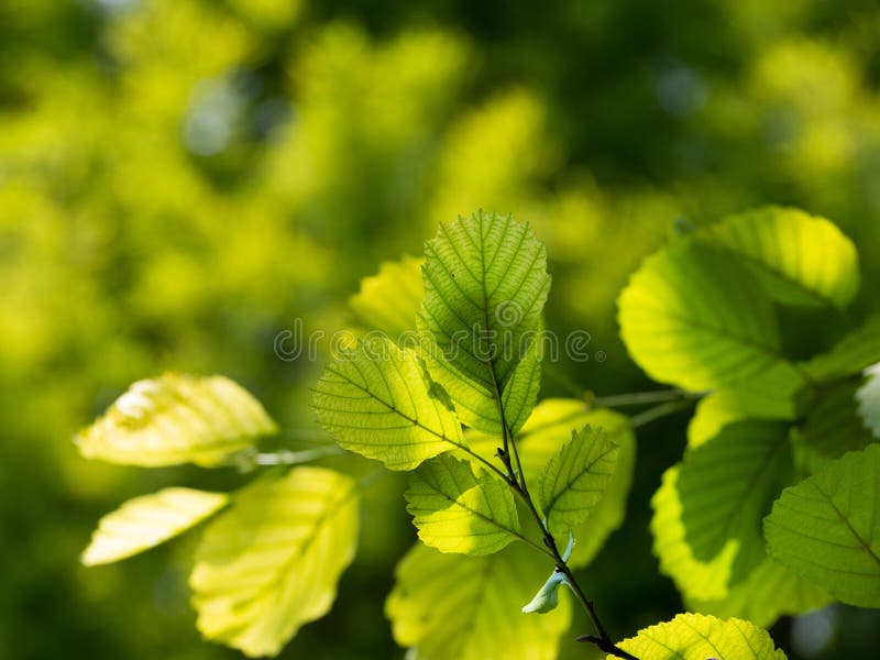 Small Leaves Washed in Sunlight Stock Image - Image of beautiful ...