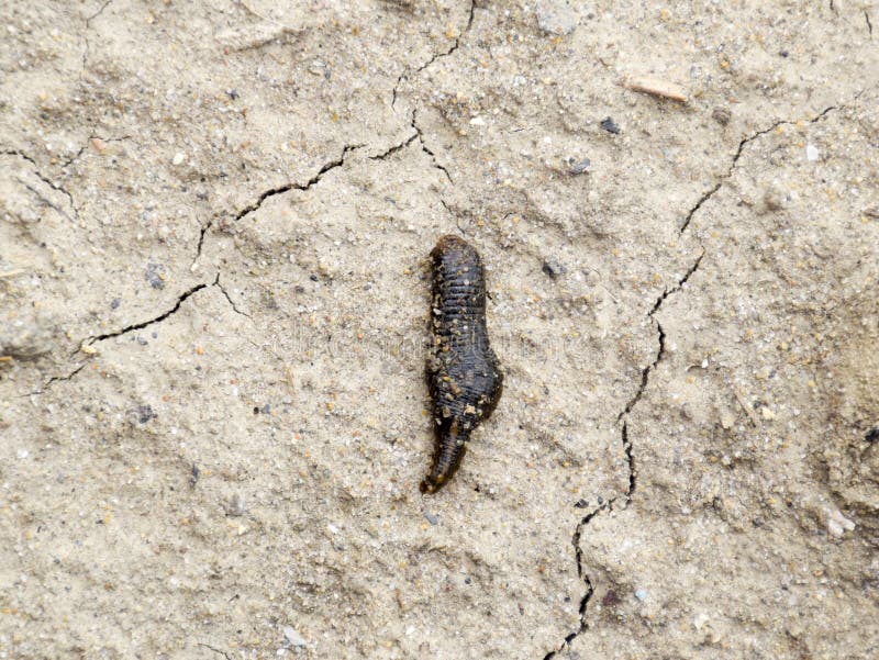 Small Leech Crawls Over Bare Soil in Search of Moisture. Stock Photo ...
