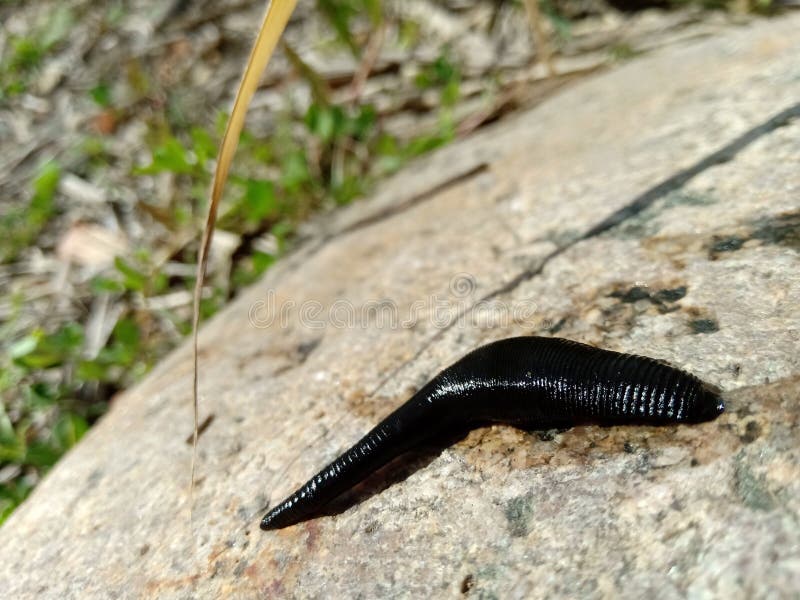 Small Leech Crawls Over Bare Soil in Search of Moisture Stock Photo ...