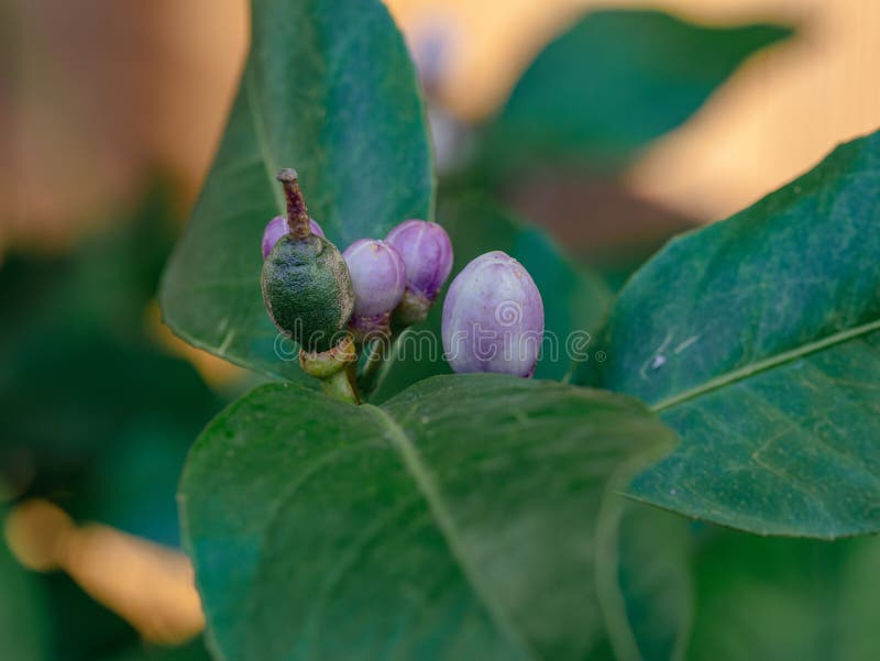 A small lemon plant stock photo. Image of small, green - 125826712
