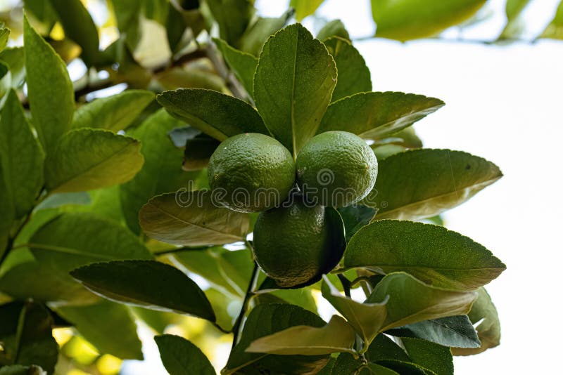 Small Lemon Fruit stock image. Image of natural, lemon - 263479549