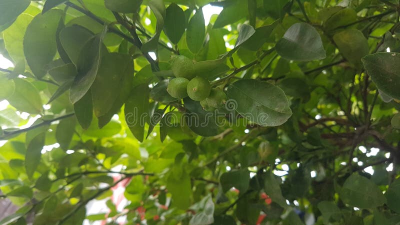 A small lemon plant stock photo. Image of small, green - 125826712