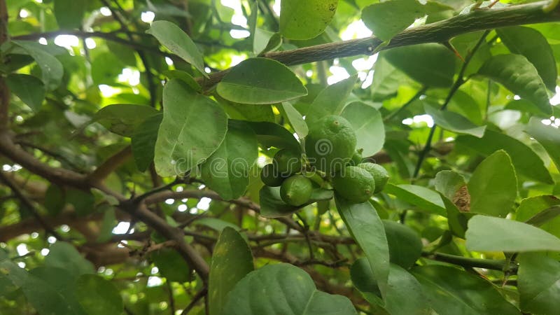 A small lemon plant stock photo. Image of small, green - 125826712
