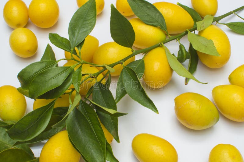 A small lemon plant stock photo. Image of small, green - 125826712