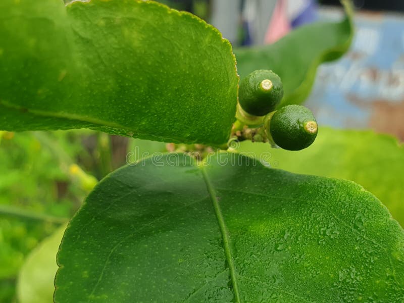 A small lemon plant stock photo. Image of small, green - 125826712