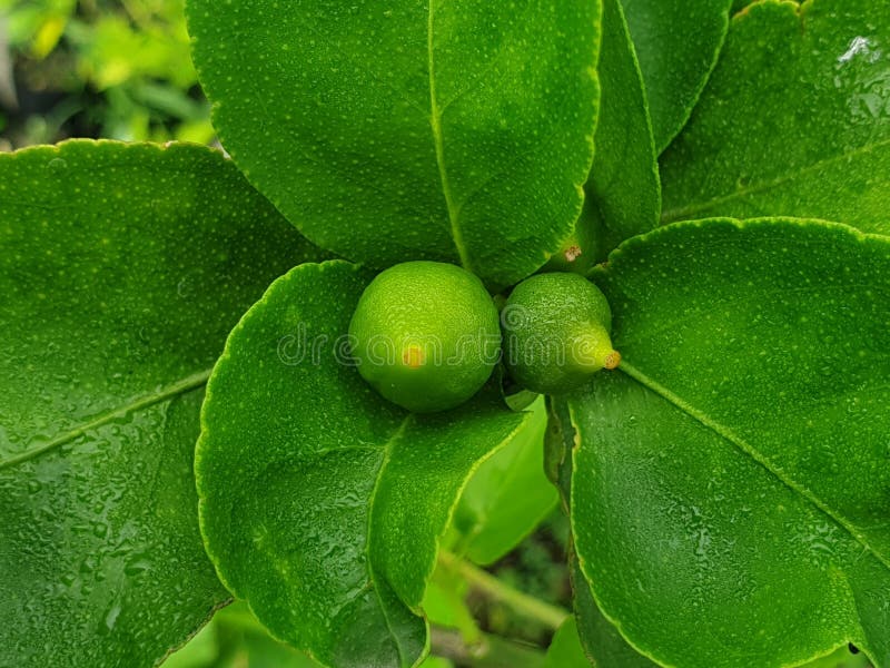 A small lemon plant stock photo. Image of small, green - 125826712