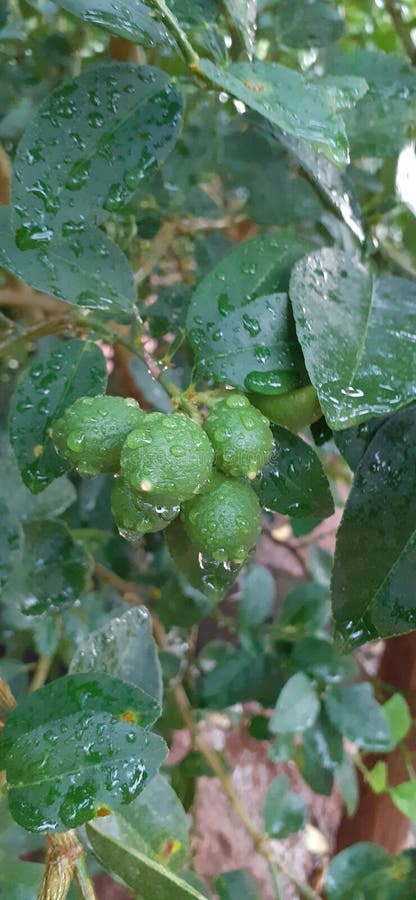 Small lemon stock image. Image of drops, nature, small - 141171873