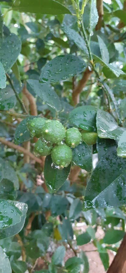 A small lemon plant stock photo. Image of look, small - 125826828