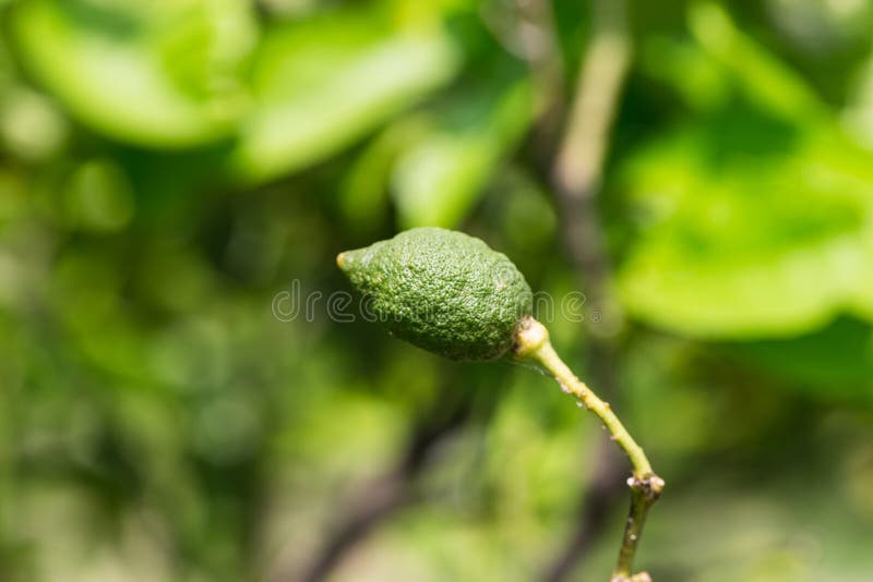 A small lemon plant stock photo. Image of small, green - 125826712