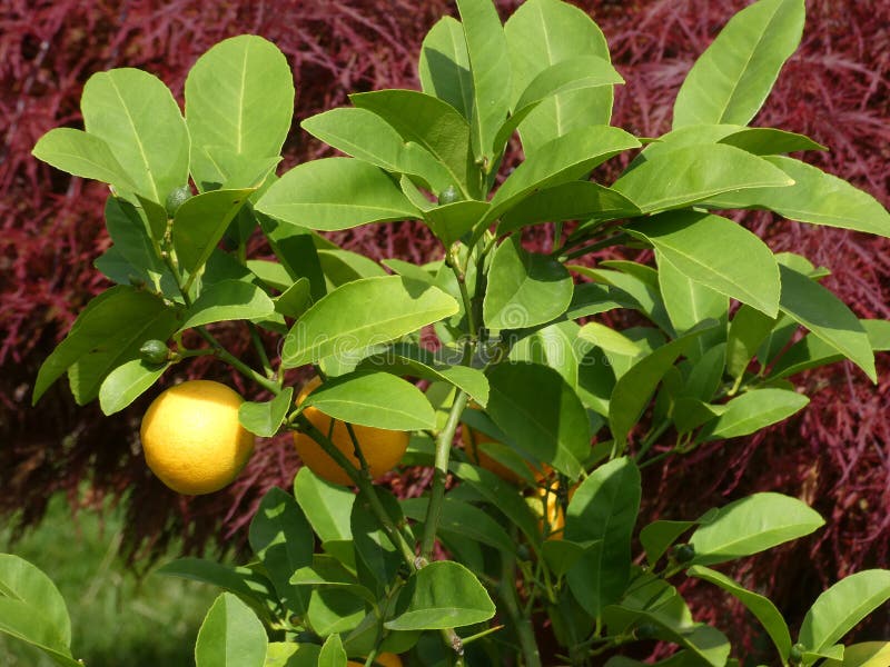 Small Lemons stock photo. Image of green, small, plant - 225471554