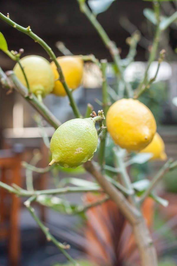 Small Lemon Tree in the Garden Stock Photo - Image of plant, harvest ...