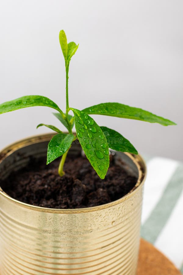 A small lemon plant stock photo. Image of look, small - 125826828