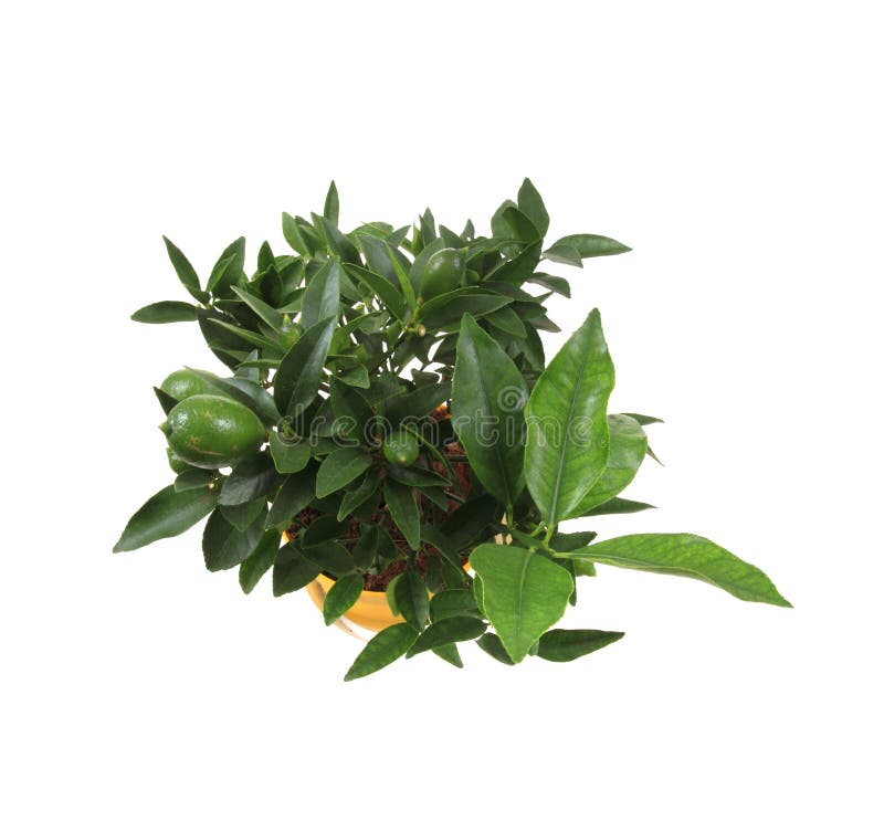 Small lemon tree stock photo. Image of healthy, leaf - 49850770