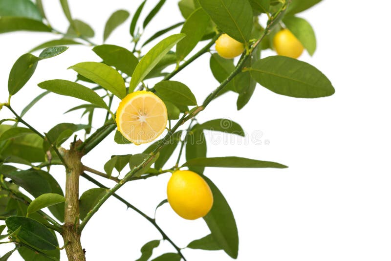 A small lemon plant stock photo. Image of look, small - 125826828