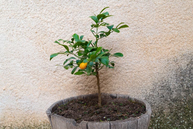 Small Lemon Tree with a Small Lemon on it Planted in a Wooden Barrel ...