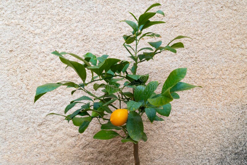 A small lemon plant stock photo. Image of small, green - 125826712
