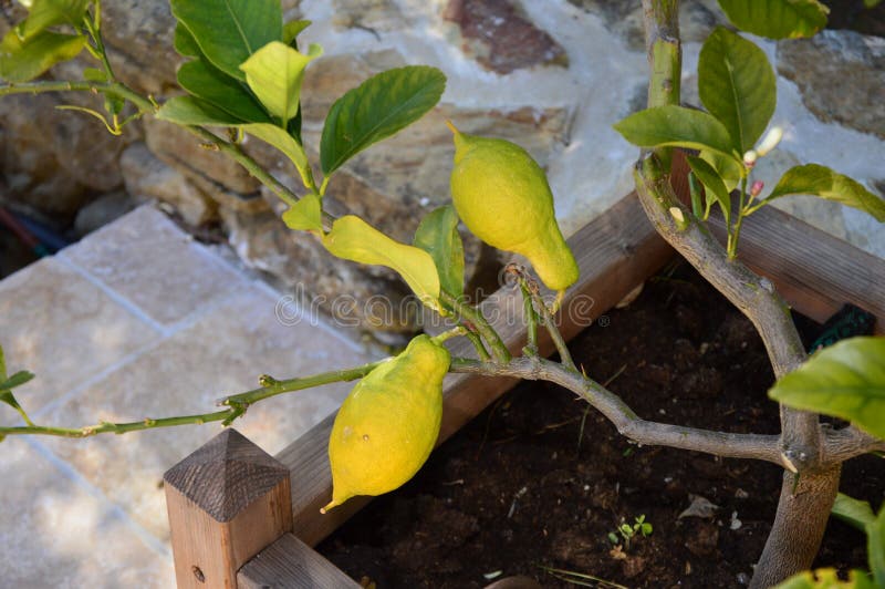 A small lemon tree stock image. Image of summer, france - 114846441